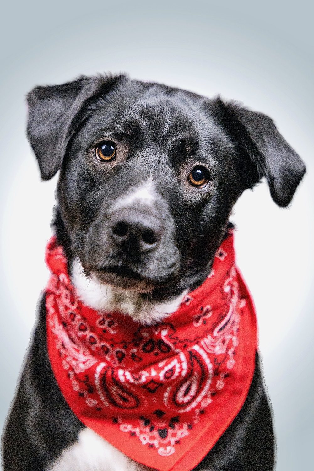 Meet the Team | HEART Certified Auto Car